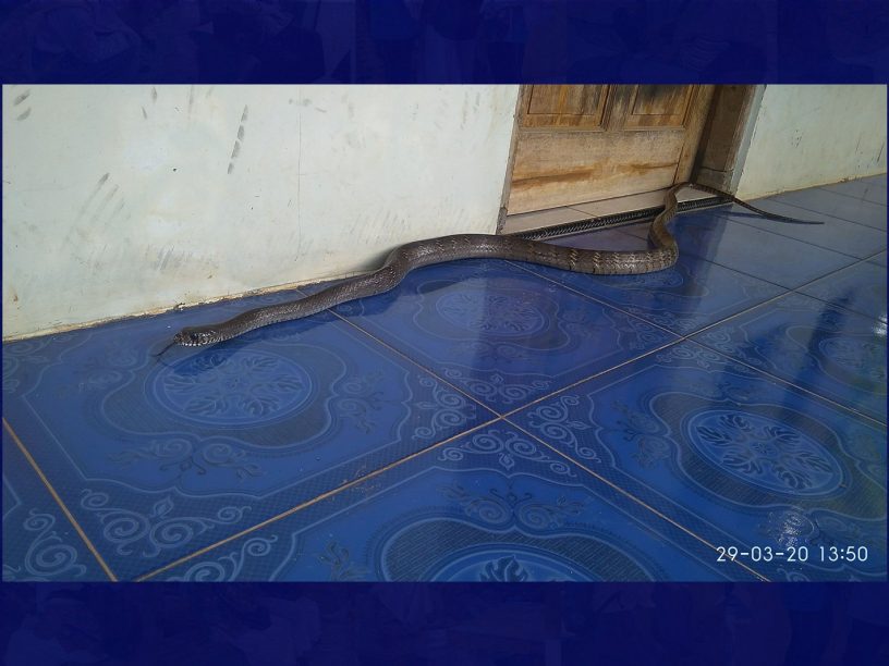 Ular Jali Ptyas Mucosus Super Jumbo - HadCoe Mania Official Indonesia